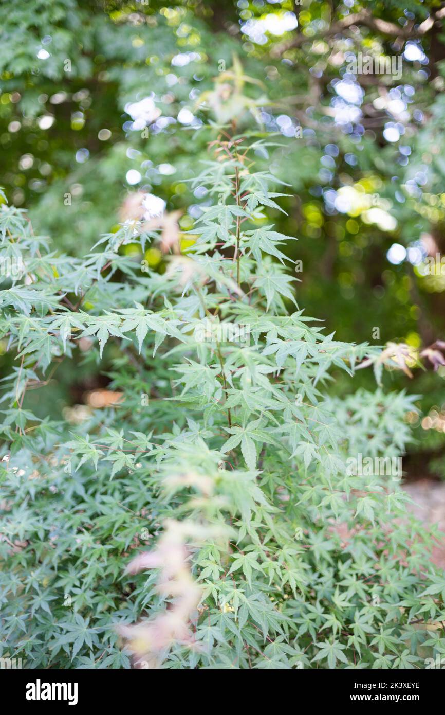 Purpleblow maple hi-res stock photography and images - Alamy