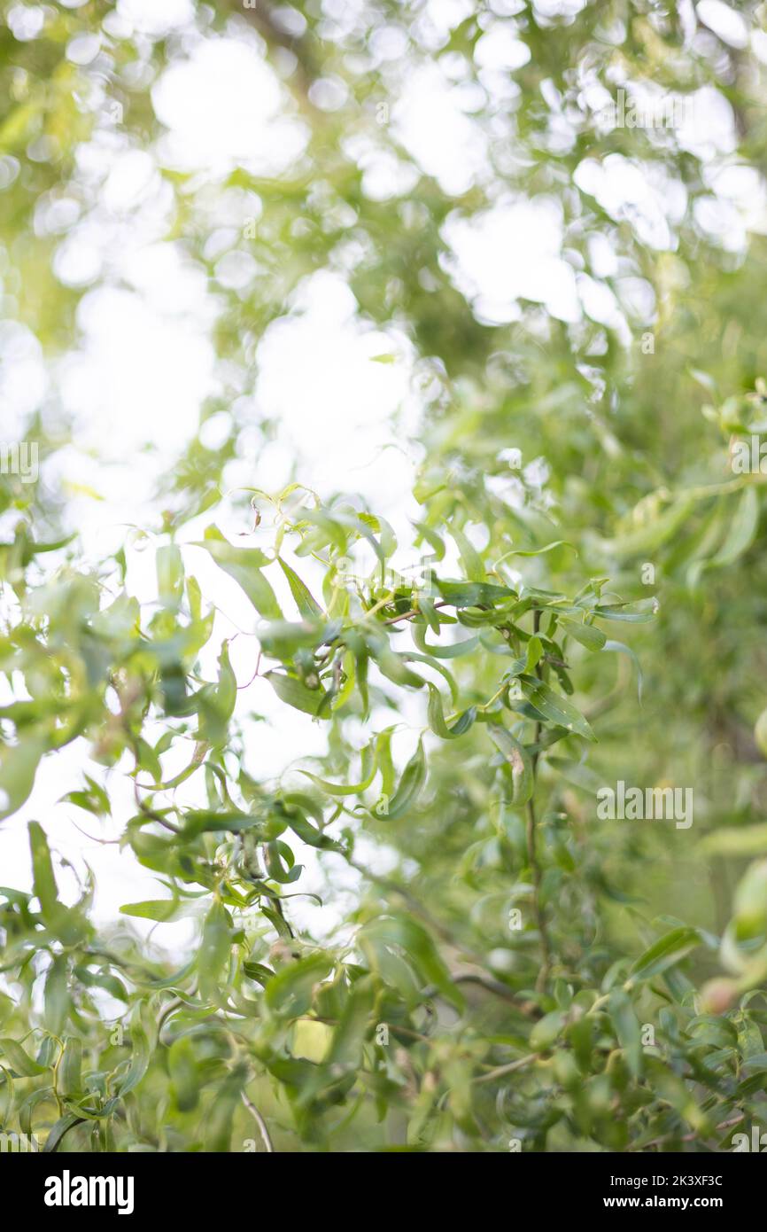 A closeup of Chinese Willow (Salix matsudana) branches Stock Photo - Alamy