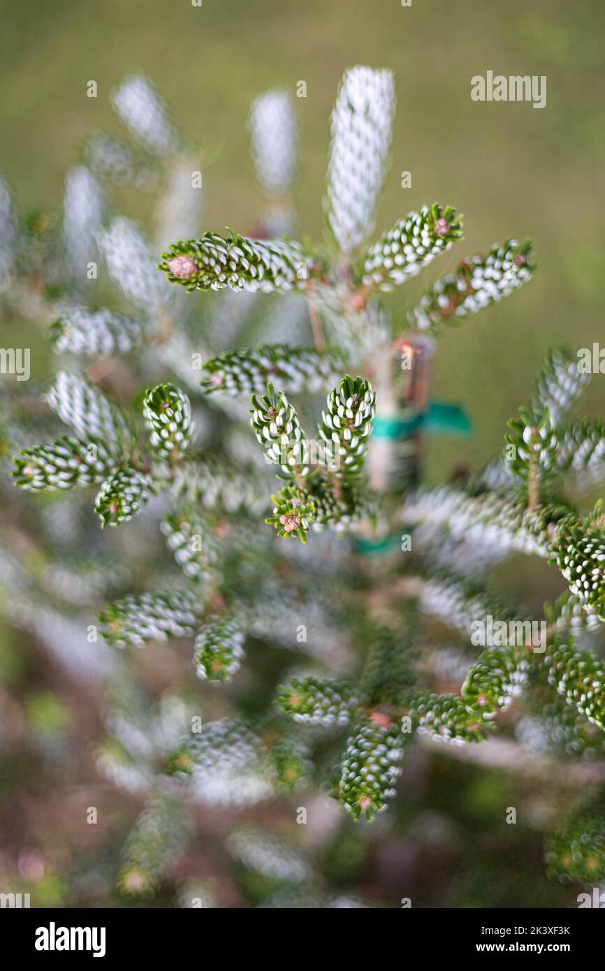 A Closeup of a fir tree growing in a park Stock Photo - Alamy