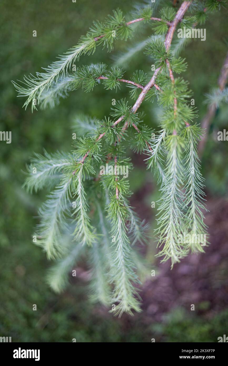 A Larix kaempferi ( the Japanese larch) green plant Stock Photo - Alamy