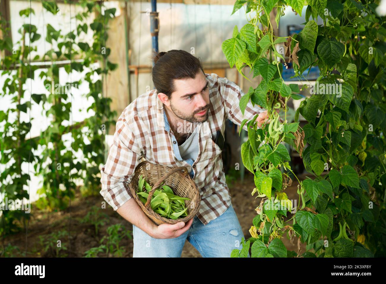 Man gathering plants hi-res stock photography and images - Alamy