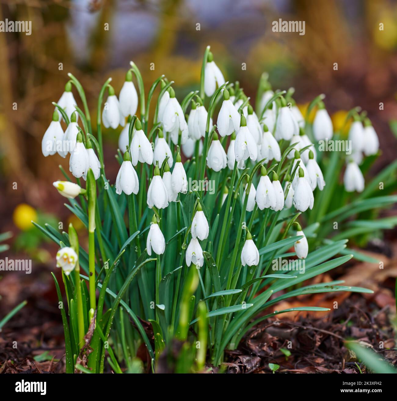 Common snowdrop - Galanthus nivalis Stock Photo - Alamy