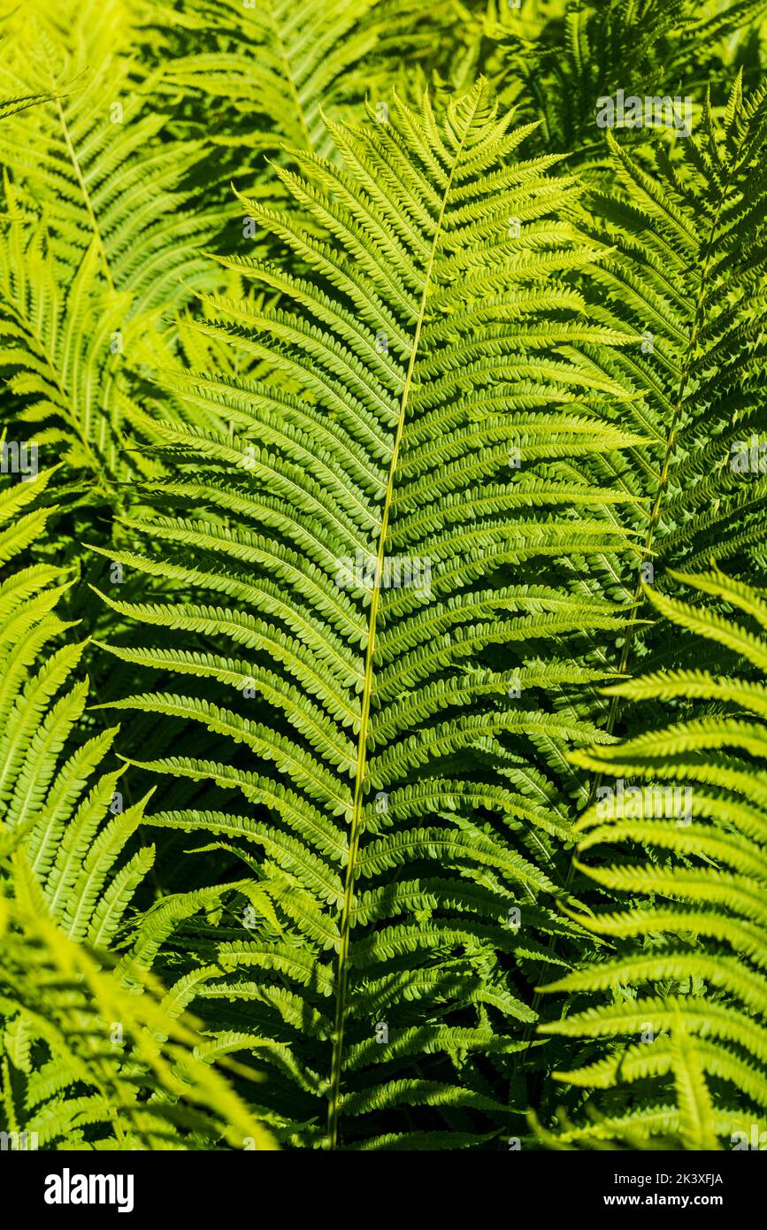 Ostrich ferns; The Hanging Garden; Liard River Hot Springs; Liard River ...
