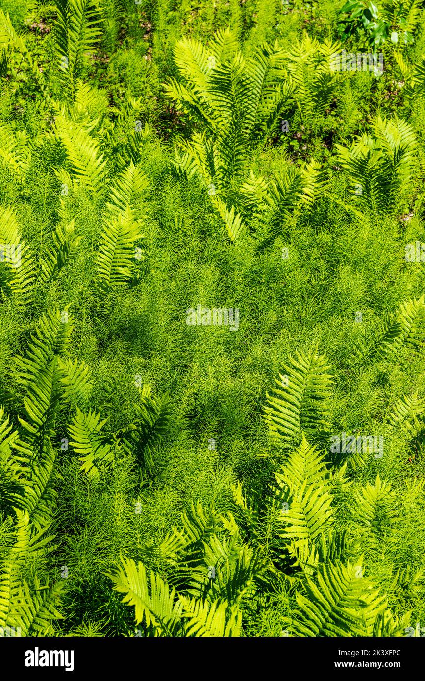 Ostrich ferns & Horsetail ferns; The Hanging Garden; Liard River Hot ...