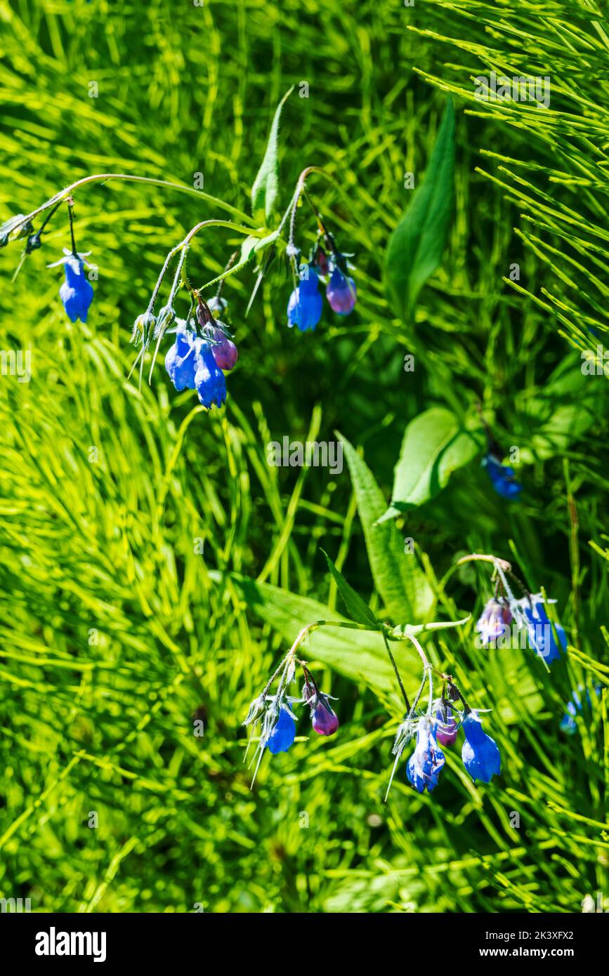 Wild bluebells & Horsetail ferns; The Hanging Garden; Liard River Hot ...