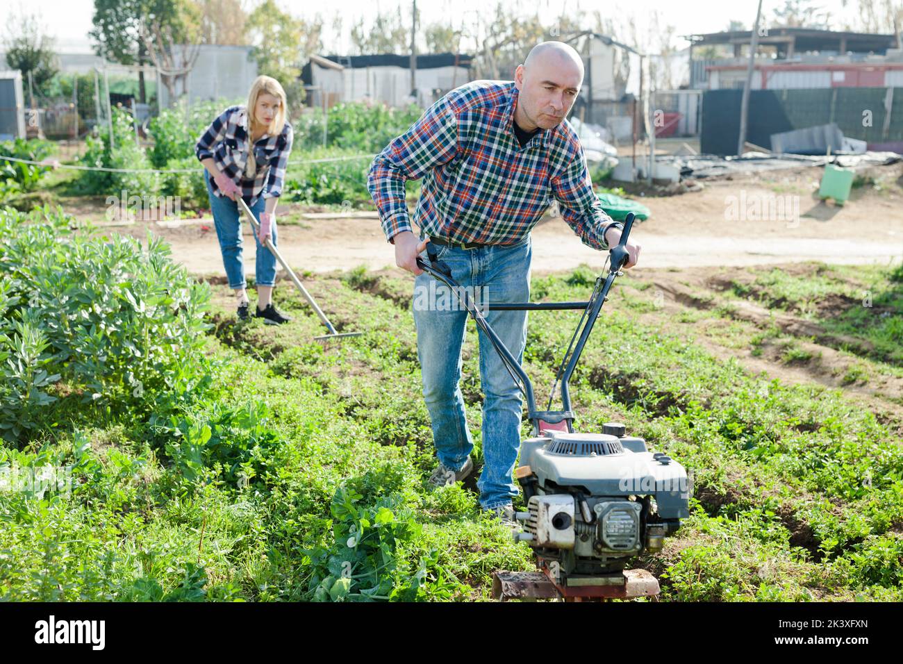 Gardener using plow at land with green grass in greenhouse Stock Photo ...