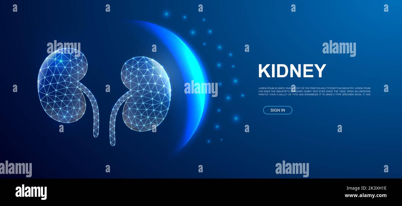 Kidneys 3d polygonal symbol for website template. Low poly Internal ...