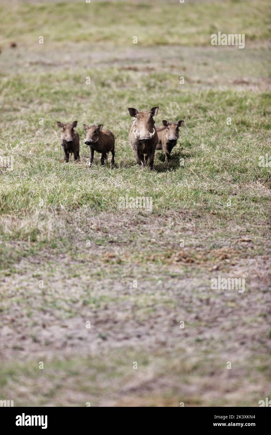 A vertical shot of a family of wart hogs in a field Stock Photo - Alamy
