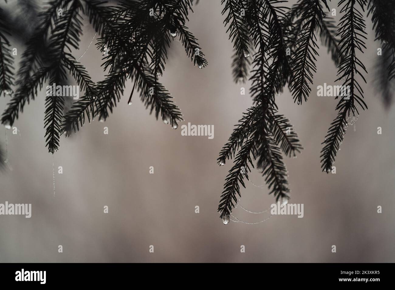 No fir tree hi-res stock photography and images - Alamy