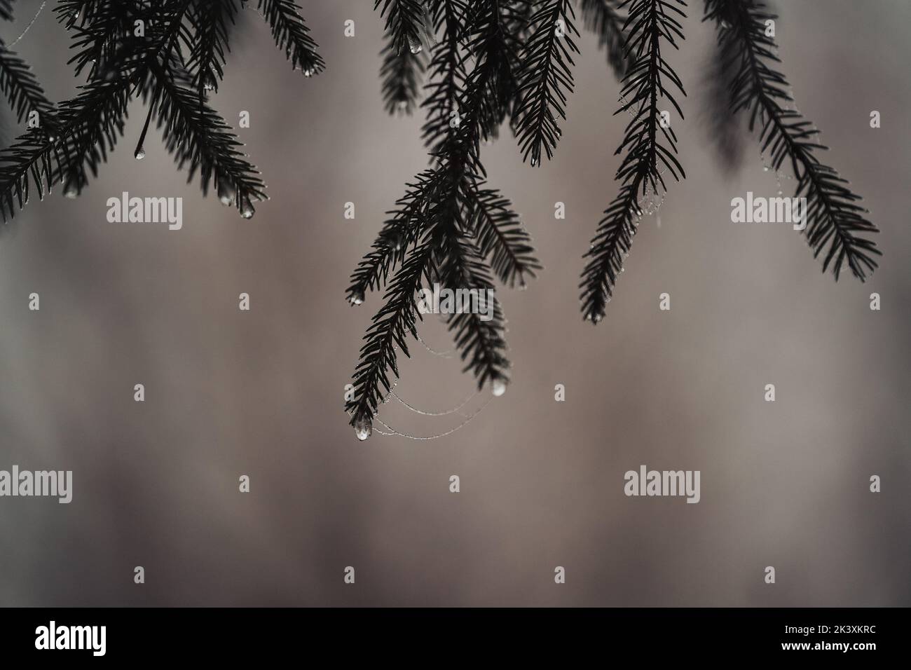 Fir-tree branches with water drops after rain. Nature background Stock ...