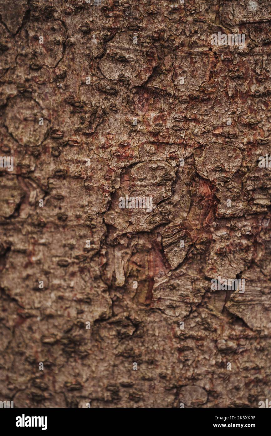 Tree stem patterns in autumn forest Stock Photo - Alamy