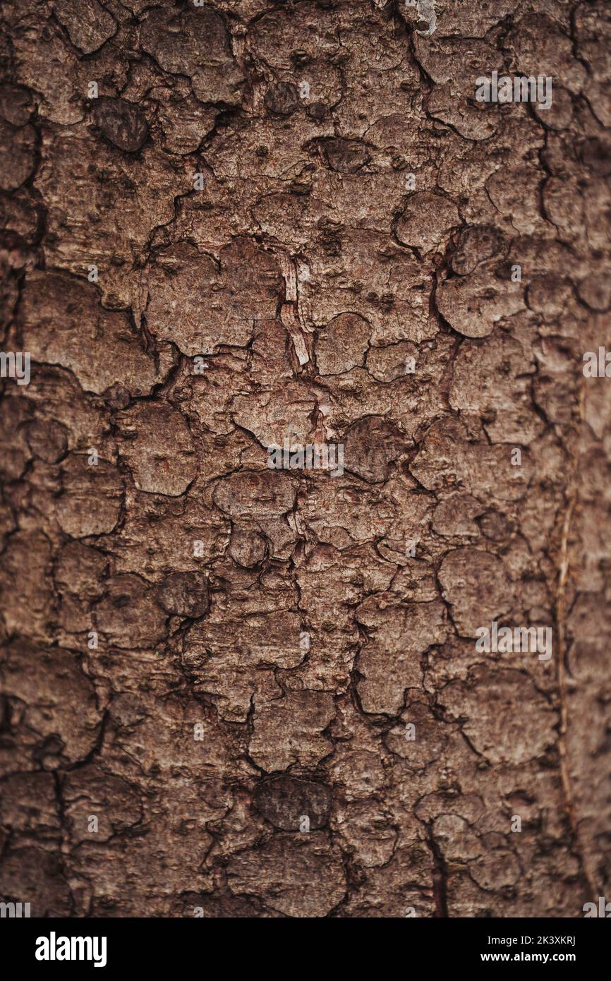 Tree stem patterns in autumn forest Stock Photo - Alamy