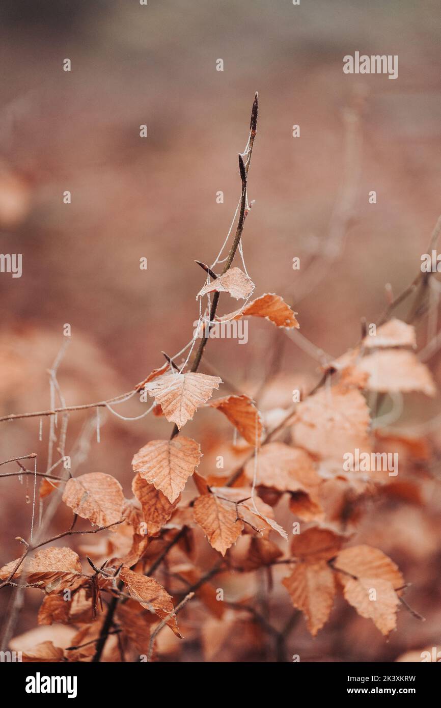 Beautiful detail of forest growing branches and leafs Stock Photo - Alamy
