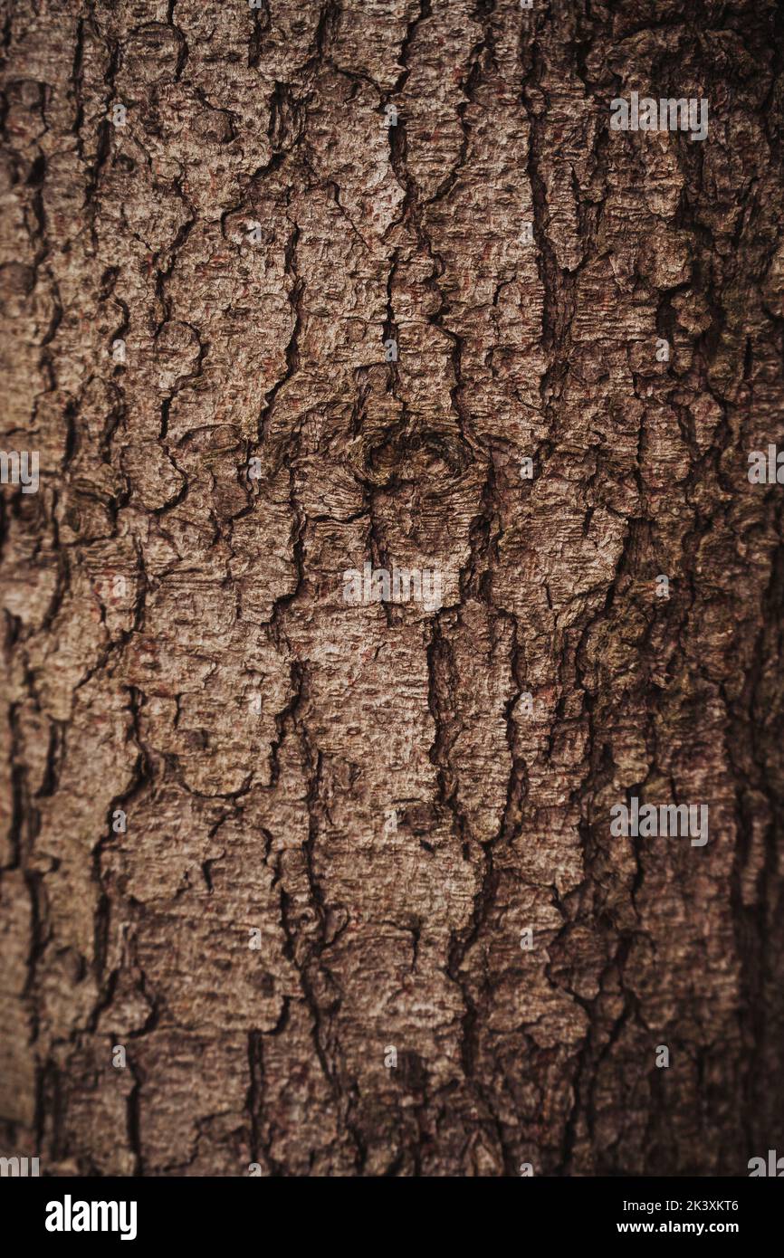 Twisted timber hi-res stock photography and images - Alamy