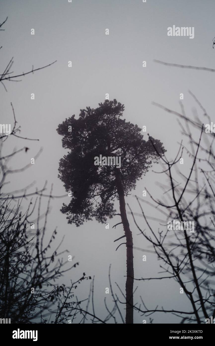 Misty morning with a big pine tree in the middle of the frame Stock ...