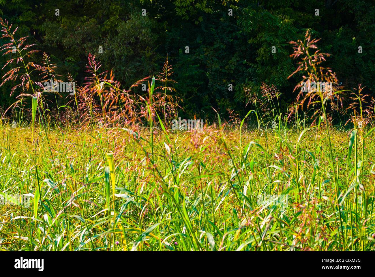 Kentucky blue grass hi-res stock photography and images - Alamy