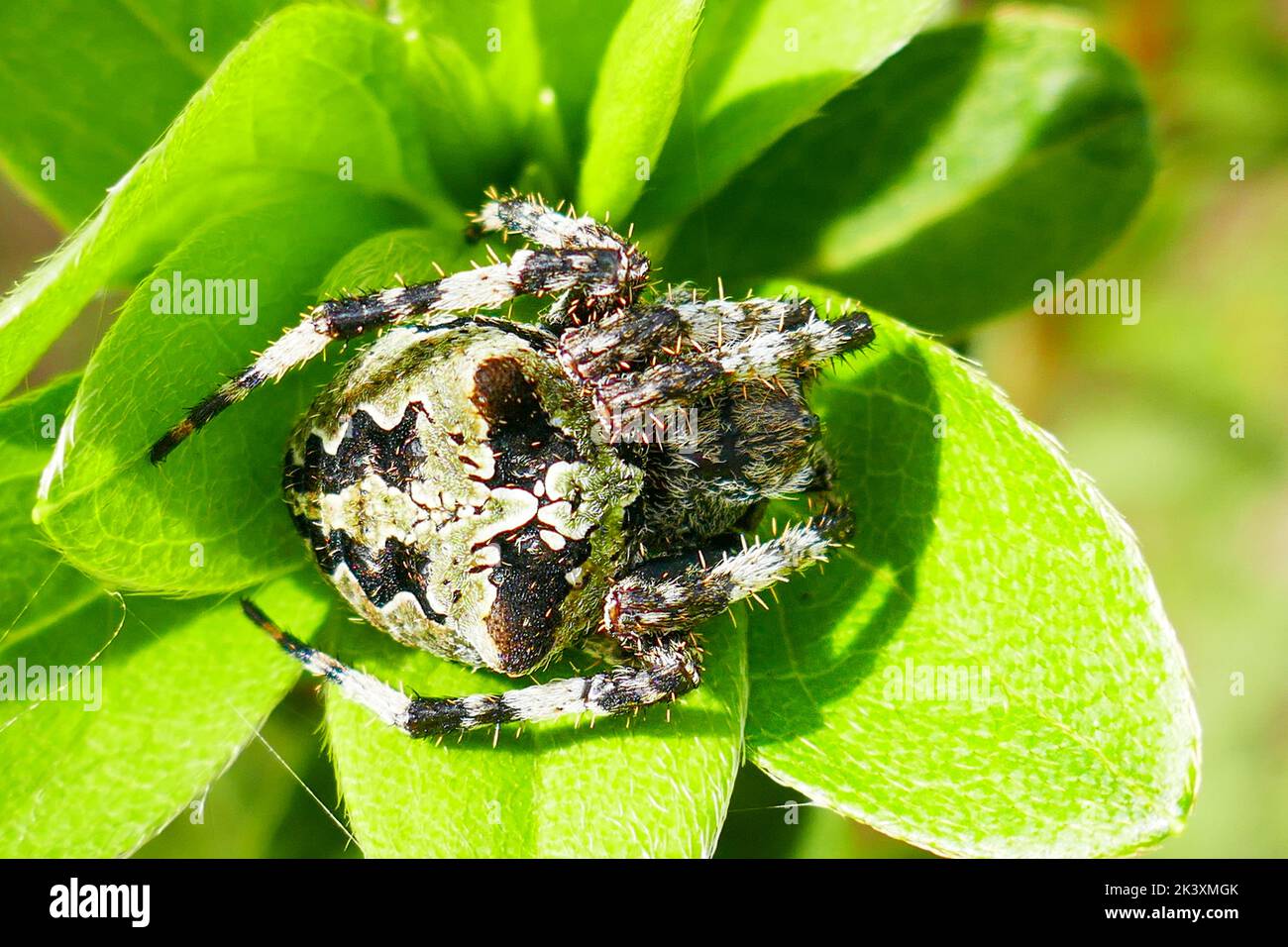 A black and white spider sleeping or hiding in a plant Stock Photo - Alamy