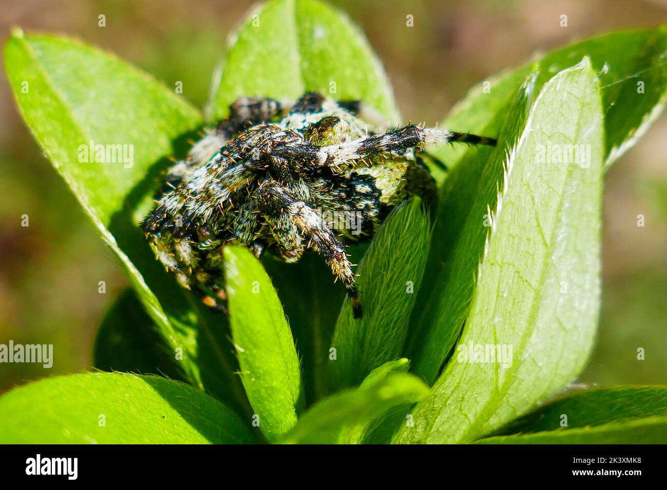 A black and white spider sleeping or hiding in a plant Stock Photo - Alamy