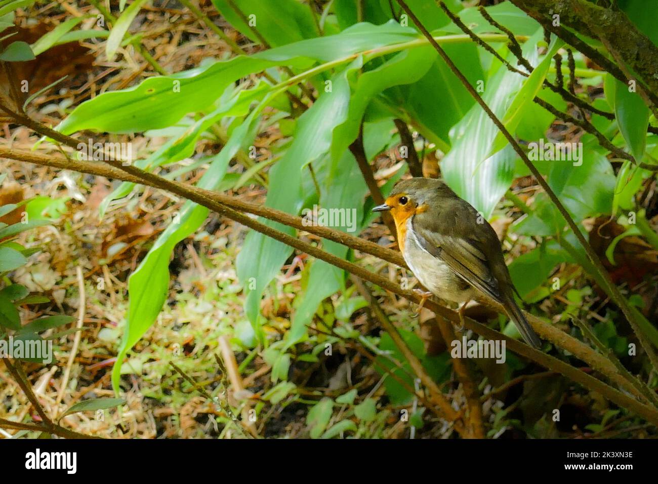 Robin in parkland hi-res stock photography and images - Alamy
