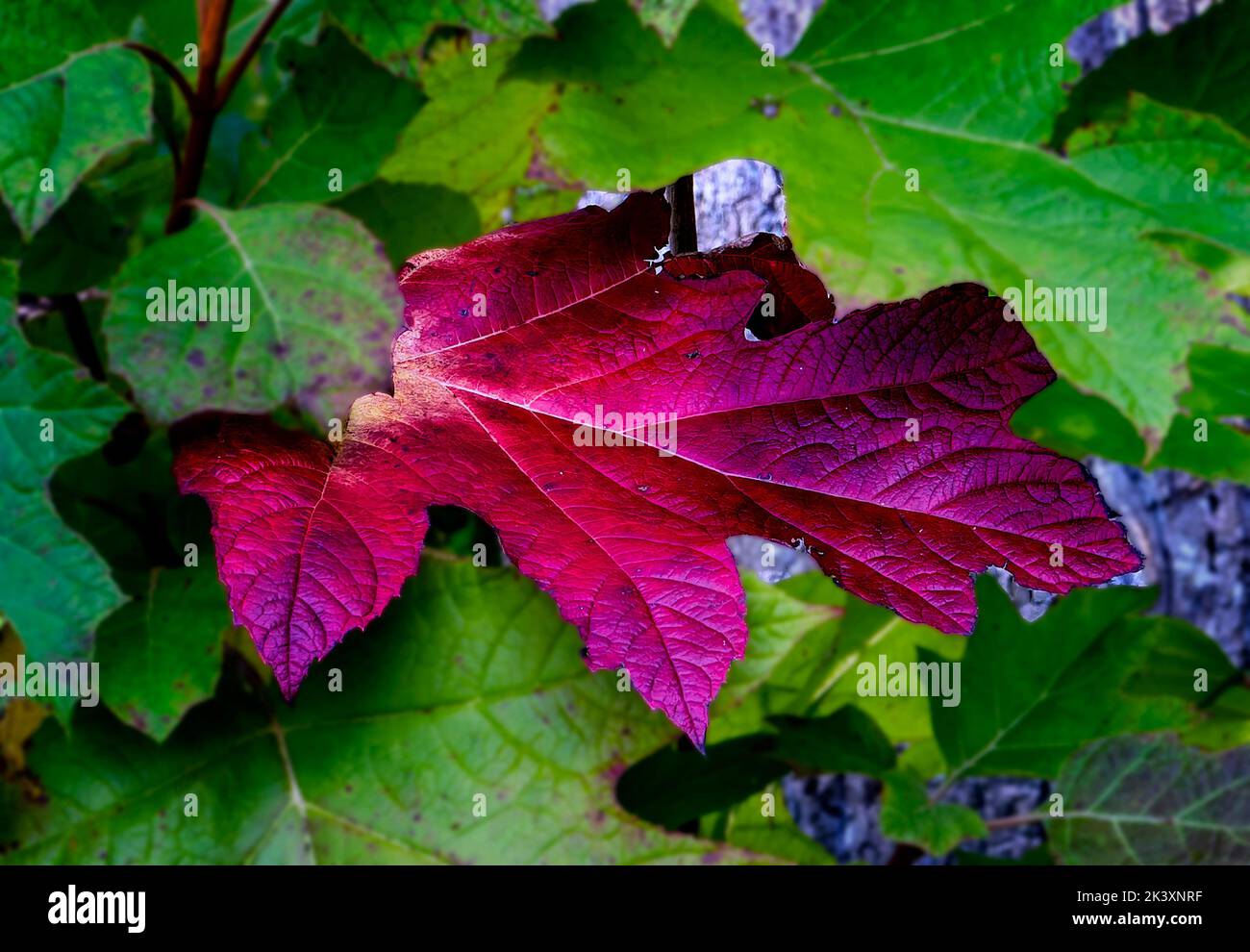 Leaf changing color in early autumn Stock Photo - Alamy