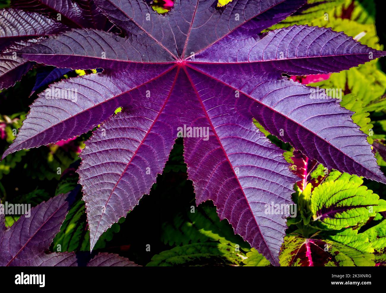 Leaf changing color in early autumn Stock Photo - Alamy