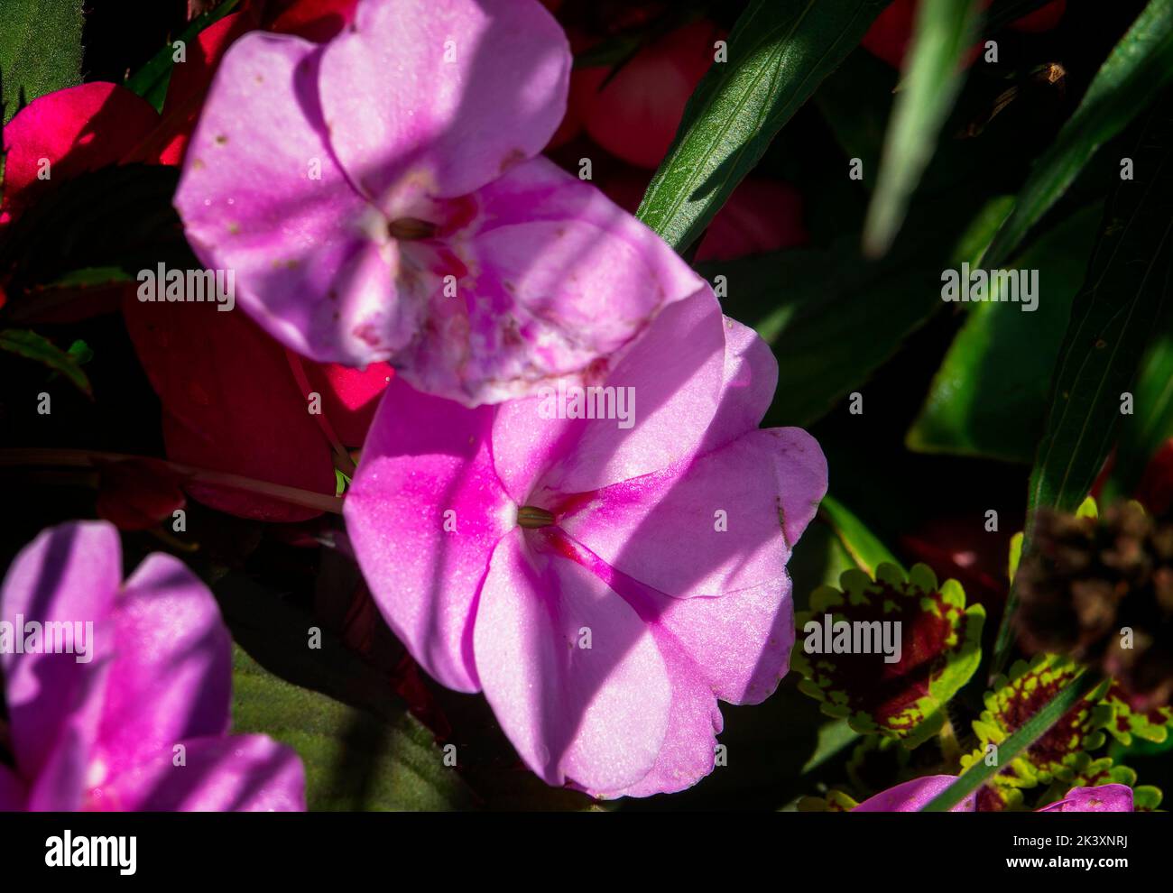 Shadows blooms hi-res stock photography and images - Alamy