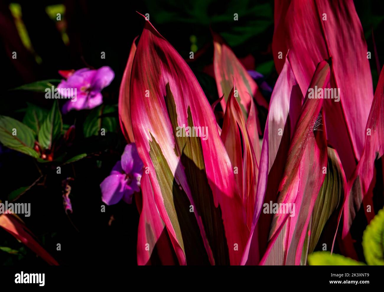 Leaf changing color in early autumn Stock Photo - Alamy