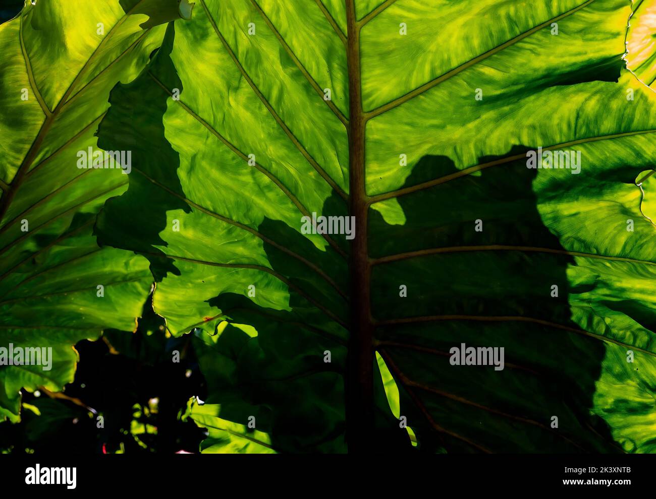 Exotic plant leaf hi-res stock photography and images - Alamy
