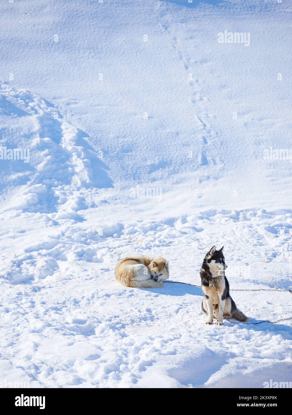 Sled dogs in city of Ilulissat - Greenland. Sled dog - 7000 sled dogs ...