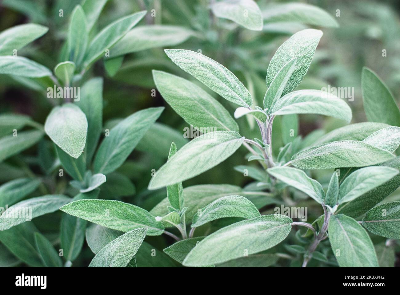Sage growing in the garden, Salvia officinalis medicinal plants closeup ...