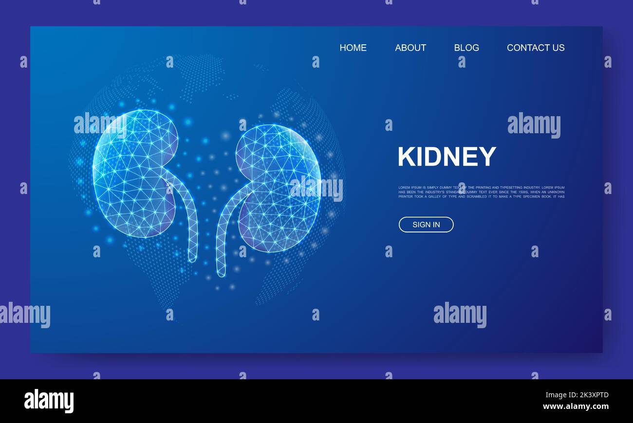 Kidneys 3d low poly website template. Urinary design illustration ...