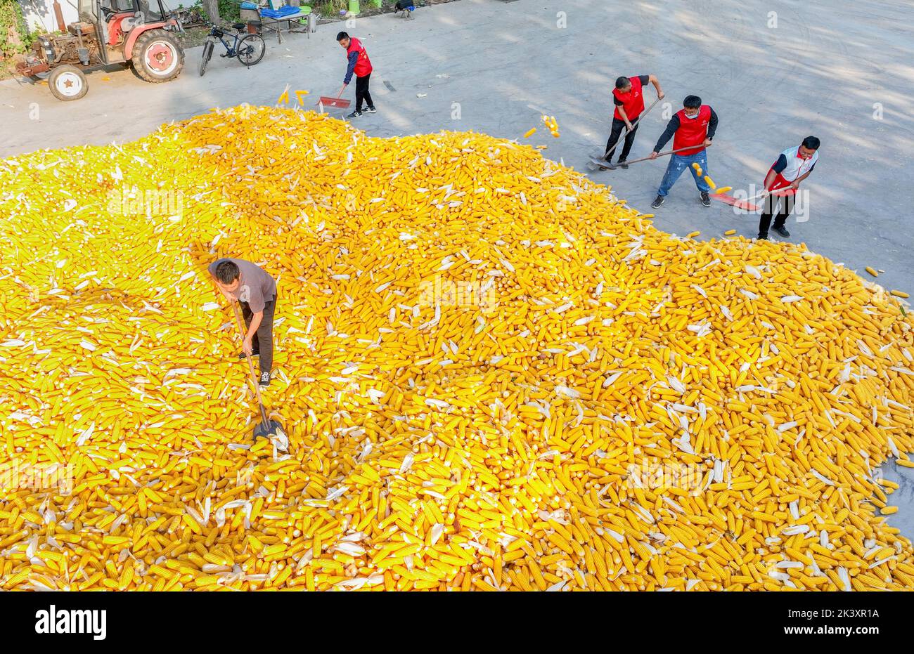 ZOUPING, CHINA - SEPTEMBER 28, 2022 - Villagers harvest corn in Zouping ...