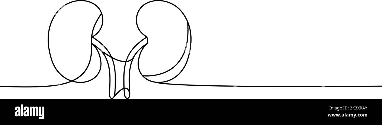 Kidney drawing Black and White Stock Photos & Images - Alamy