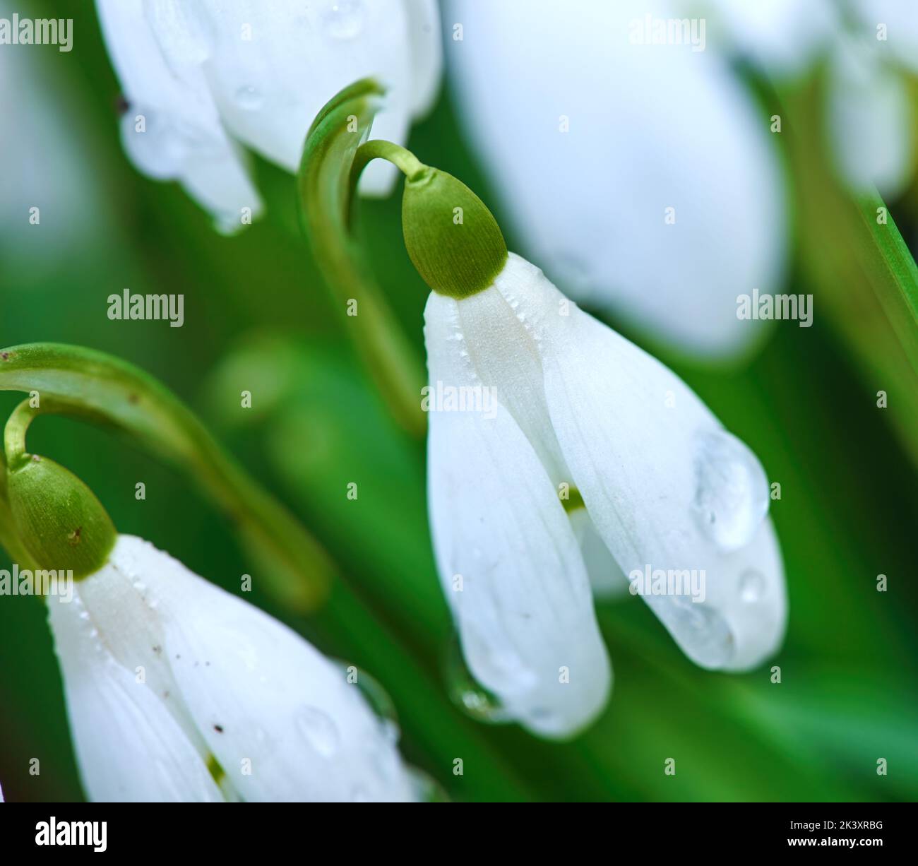 Common snowdrop - Galanthus nivalis Stock Photo - Alamy