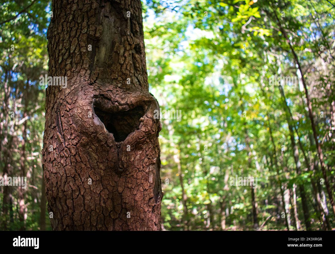 Indian Point Trail in Shawnee National Forest Stock Photo - Alamy