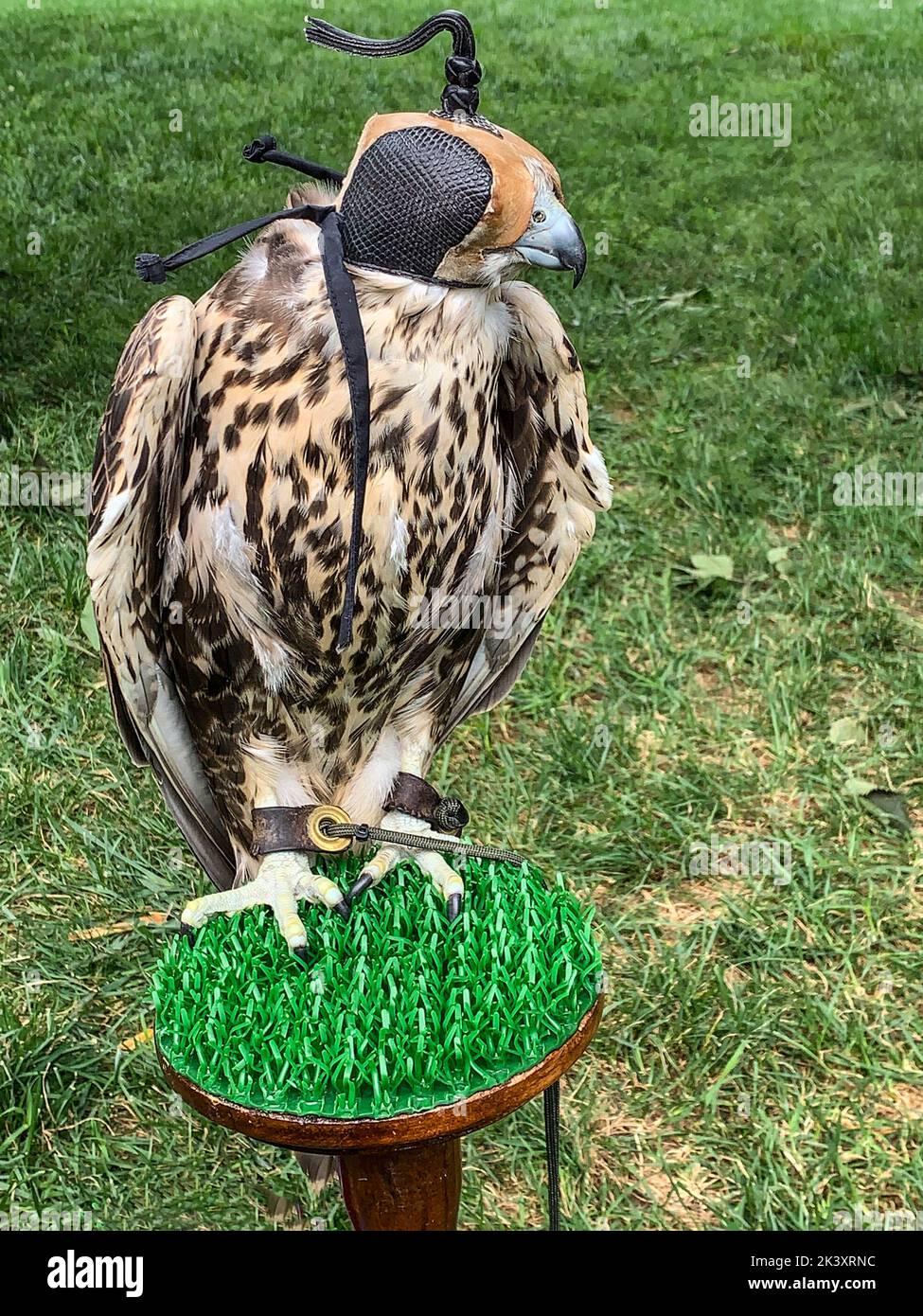 Falcon hood stand hi-res stock photography and images - Alamy