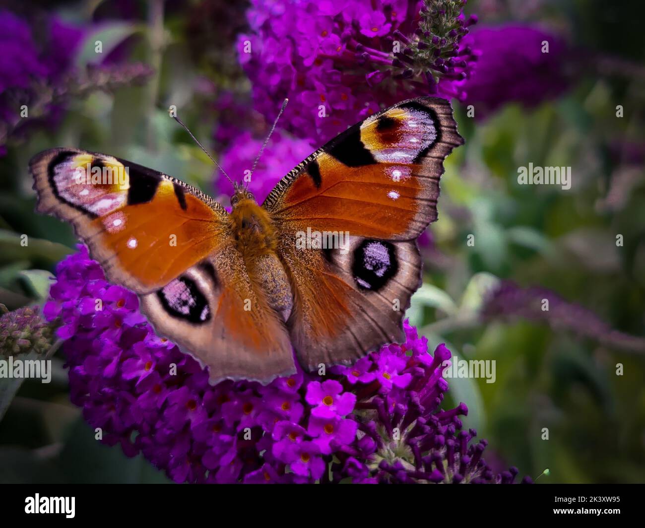 A gorgeous butterfly with patterned orange and black wings standing on ...