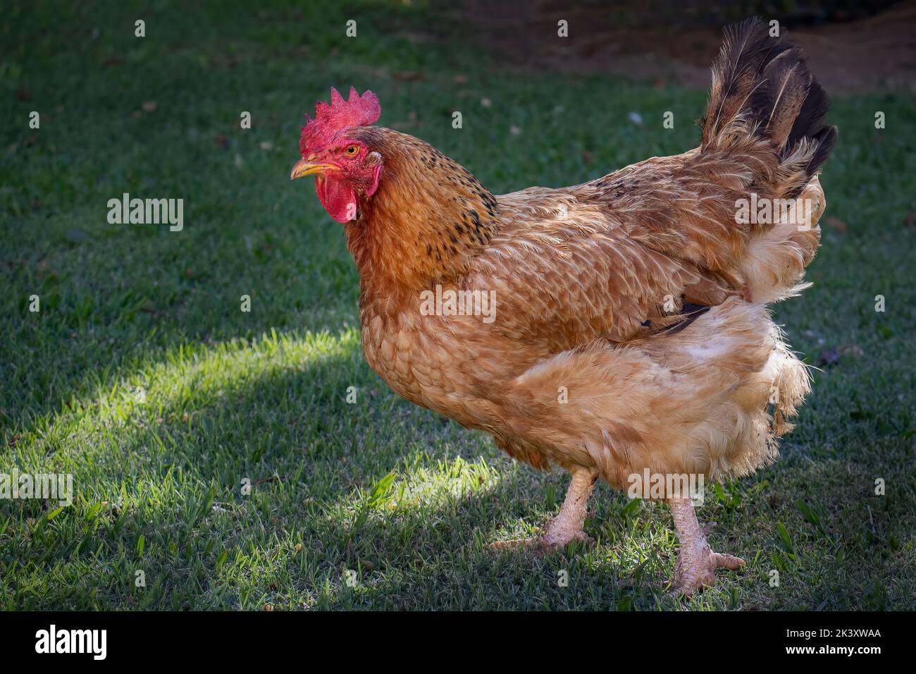 animal welfare: cage-free chicken Stock Photo - Alamy
