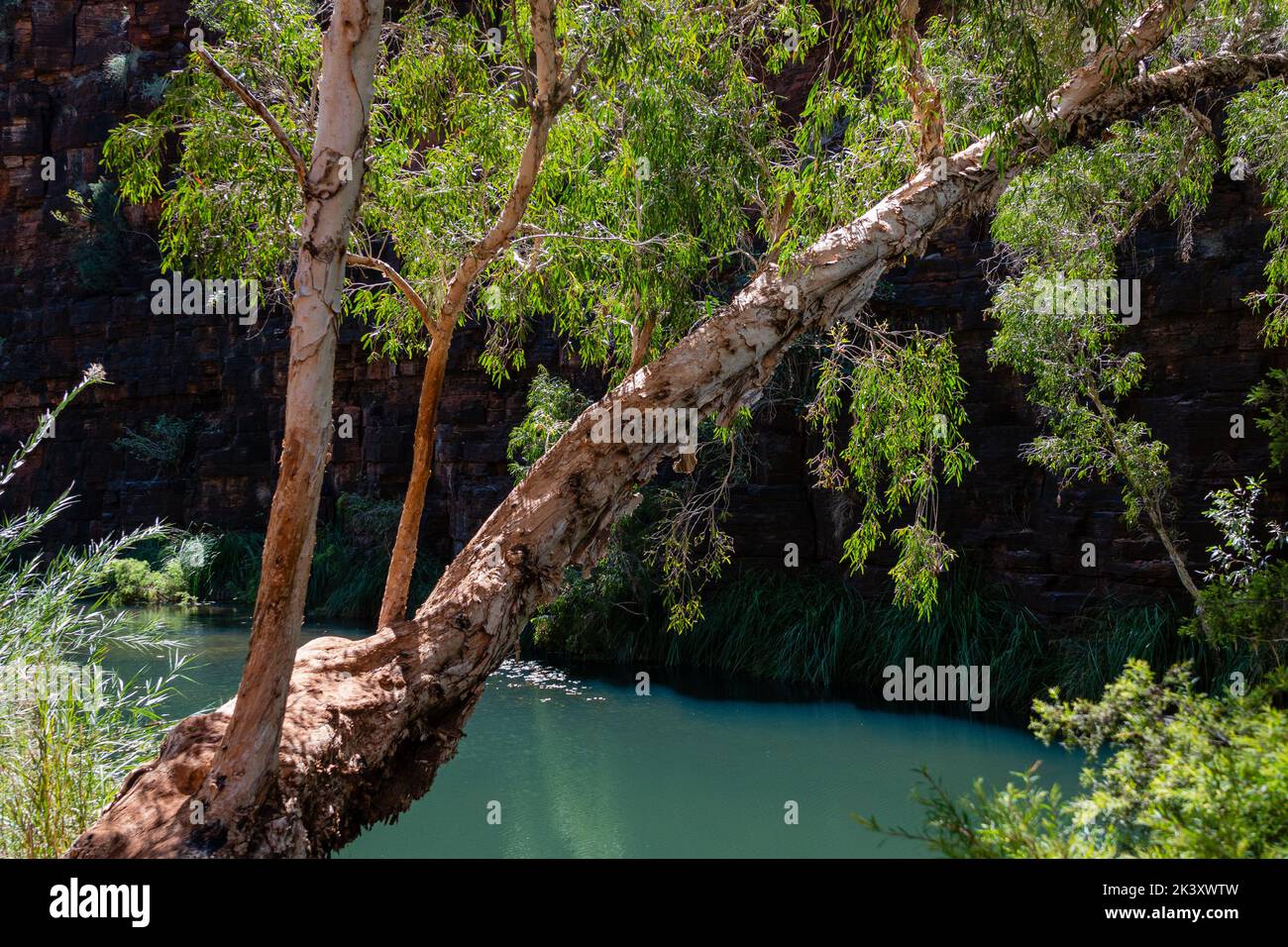 Tree in front of river in Karijini national park Stock Photo - Alamy