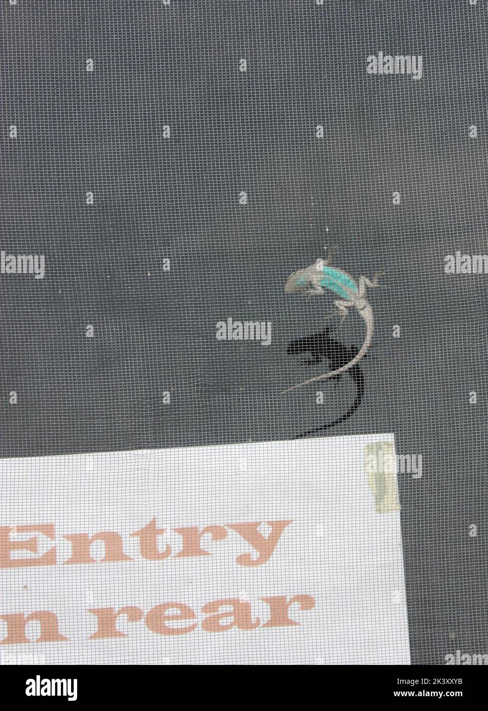 Desert lizard on bottom hi-res stock photography and images - Alamy