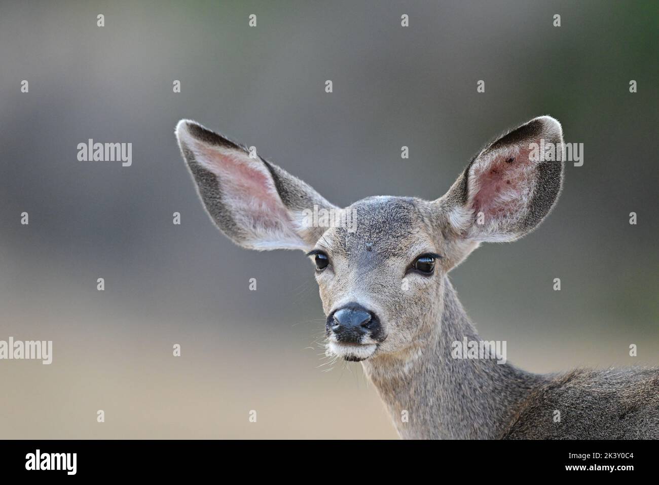 Columbian black-tailed deer portrait Stock Photo - Alamy