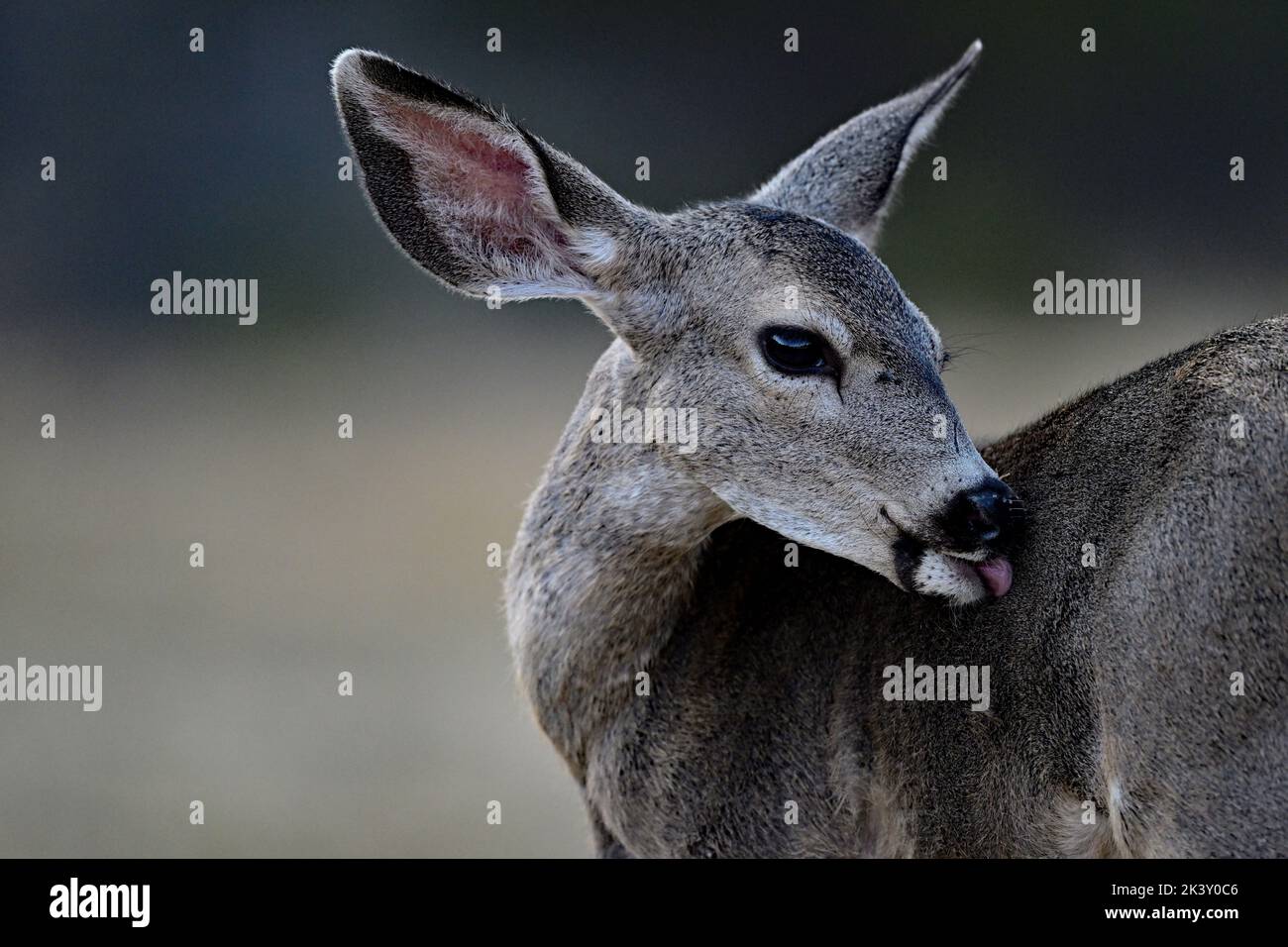 Columbian black-tailed deer portrait Stock Photo - Alamy