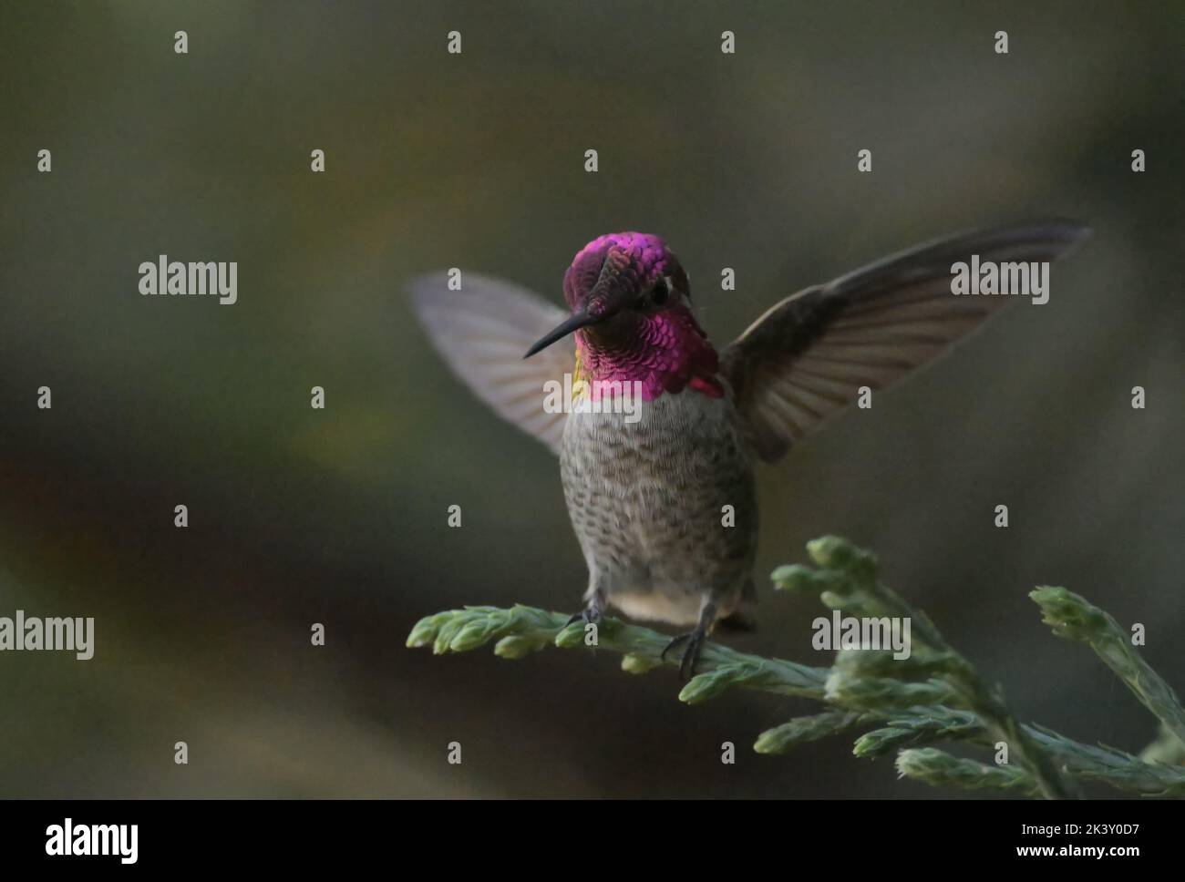 Anna's Hummingbird flapping wings Stock Photo - Alamy