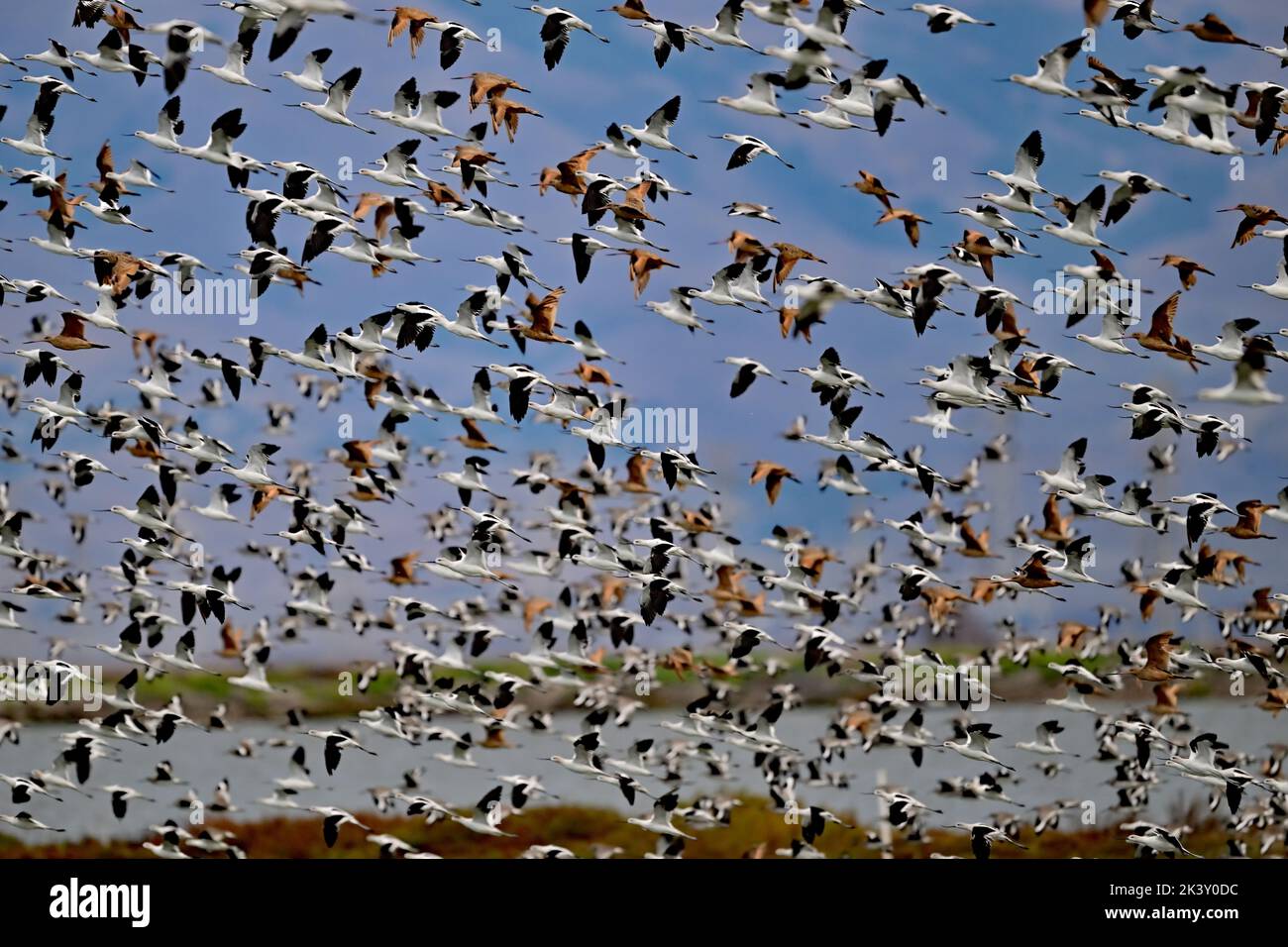 Huge Flock of Birds in the SKY Stock Photo - Alamy