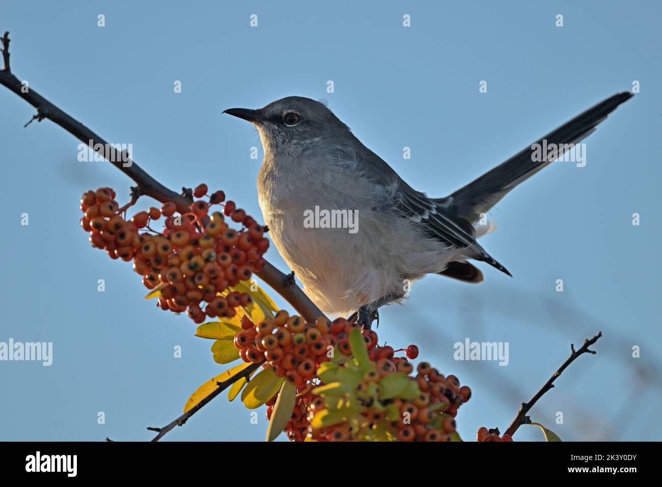 Northern Mockingbird Portrait Stock Photo - Alamy