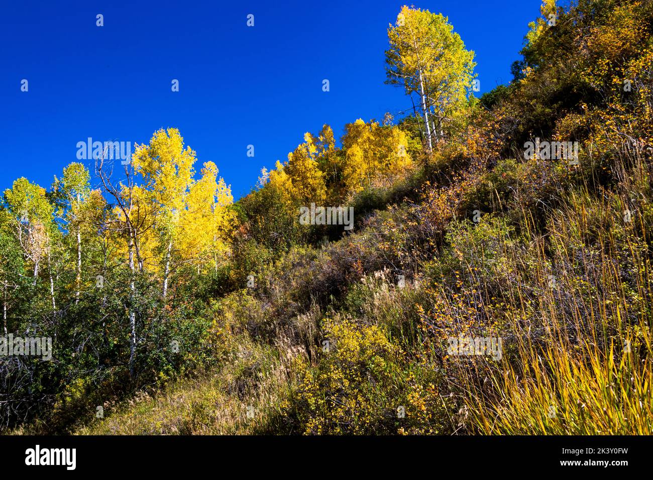 Colorado fall colors with yellow aspens outside Oakcreek Stock Photo ...