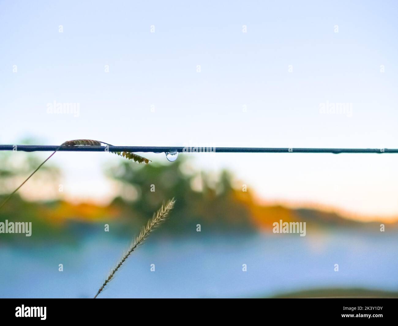 Misty morning scene dew on fence wire with grass seed-head and blurry ...