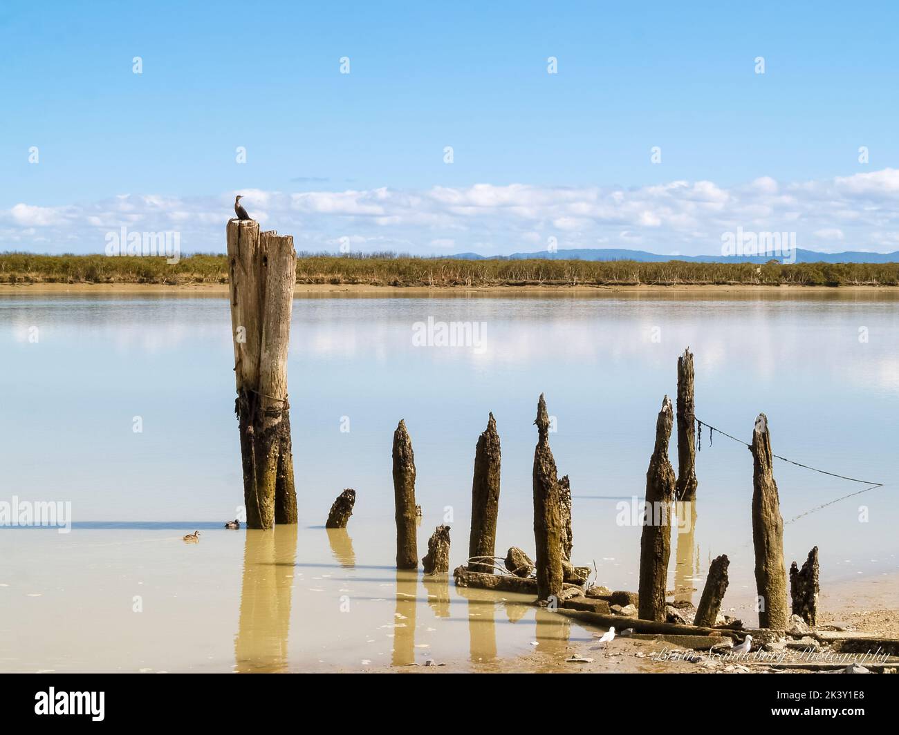 Old jetty posts in shallow muddy harbour and mangrove forest on ...