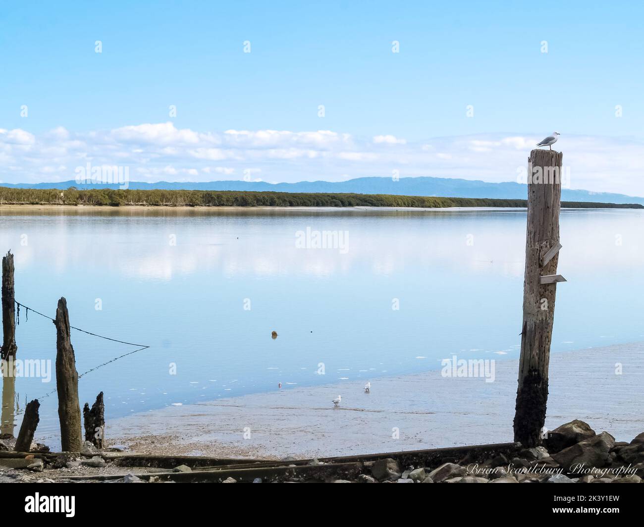 Old jetty posts in shallow muddy harbour Stock Photo - Alamy
