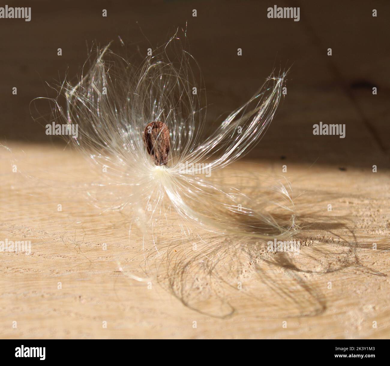 A Single Milkweed Seed with Attached Pappus Stock Photo - Alamy